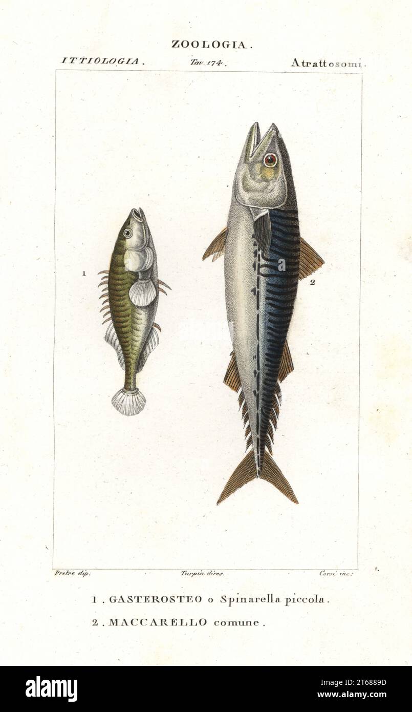Three-spined stickleback, Gasterosteus aculeatus 1, and Atlantic ...