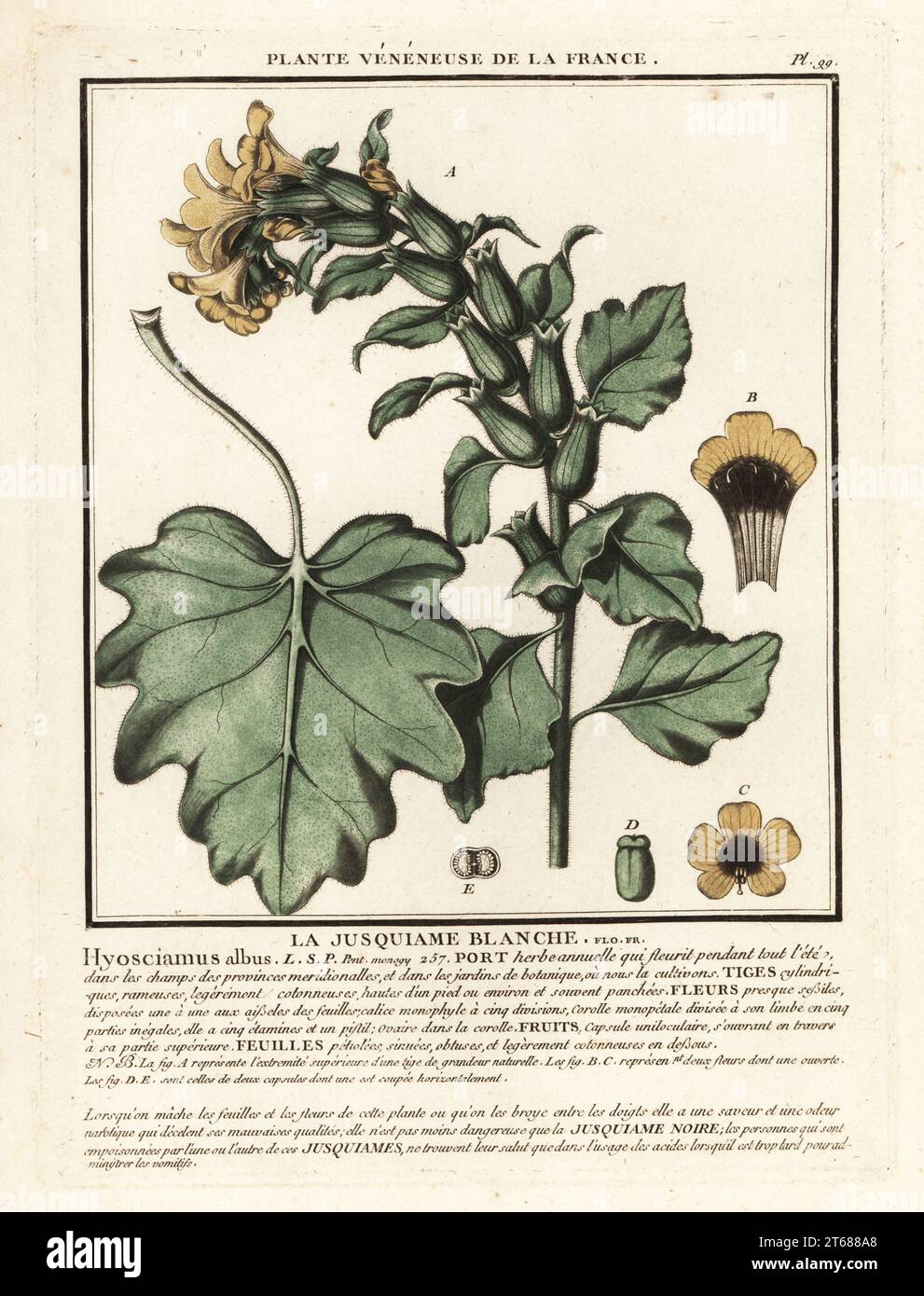 White henbane hi-res stock photography and images - Alamy