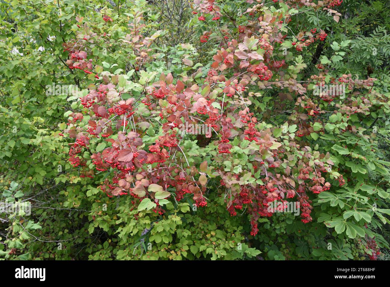 Red Drupe Berries & Leaves of Guelder rose, Viburnum opulus, aka Water ...
