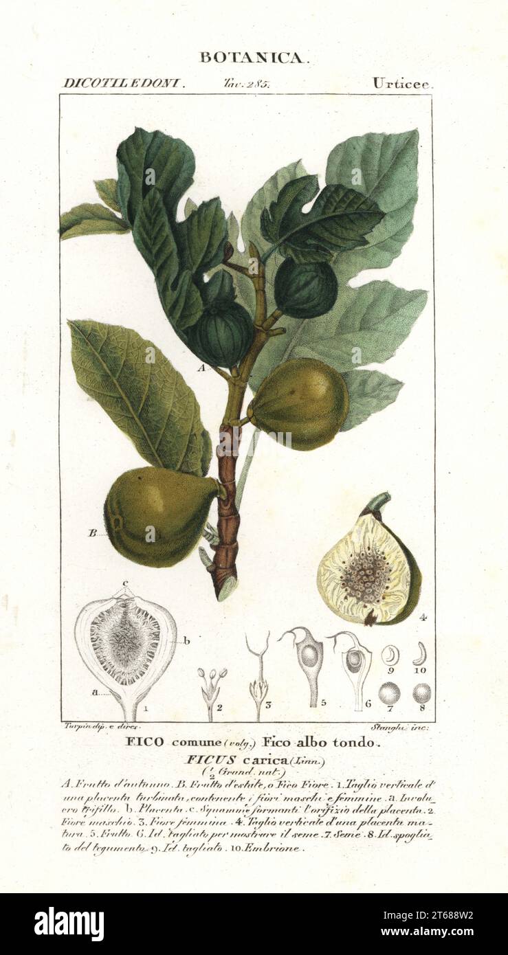 Fig tree, Ficus carica, showing unripe and ripe fruit on a branch, and ...