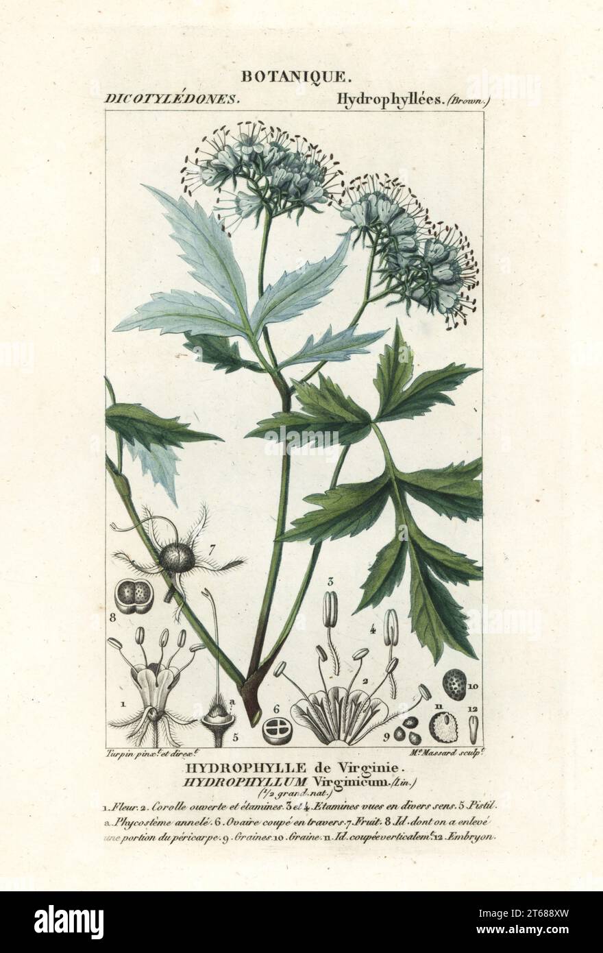 Virginia waterleaf or eastern waterleaf, Hydrophyllum virginianum ...