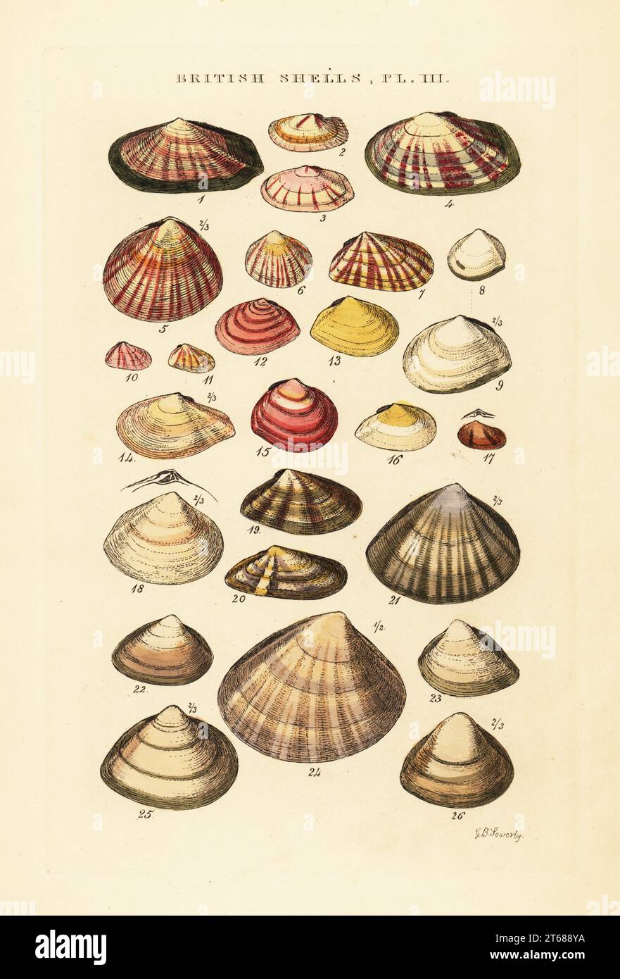 Tellin shells, Tellina crassa, Psammobia, Ervillia, Donax, Mactra., etc ...