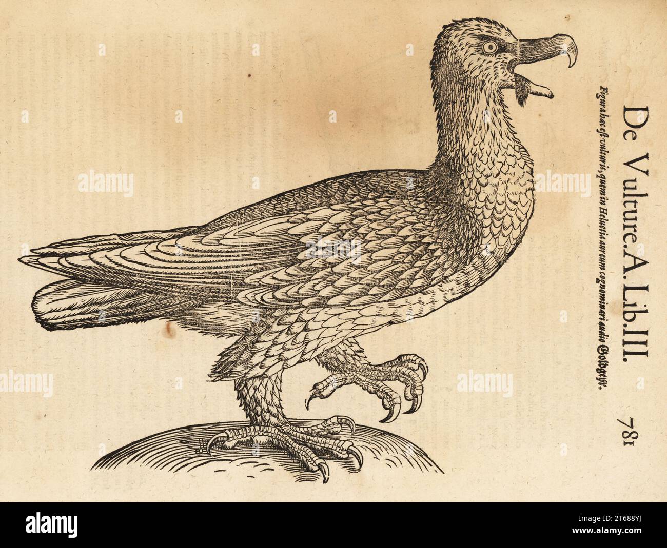 Bearded vulture, lammergeier or ossifrage, Gypaetus barbatus. De Avibus ...