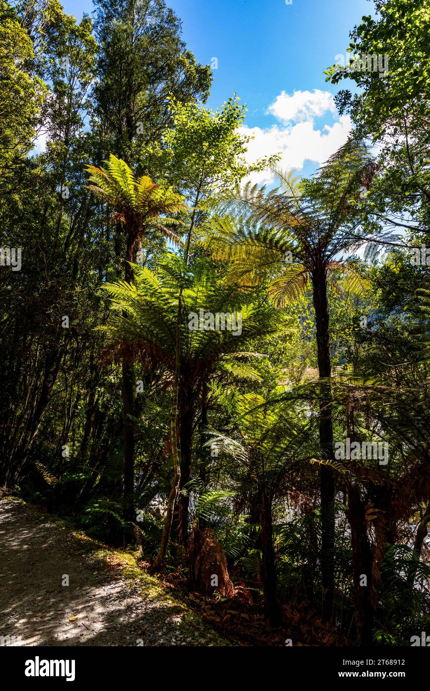 The tree ferns are arborescent (tree-like) ferns that grow with a trunk ...