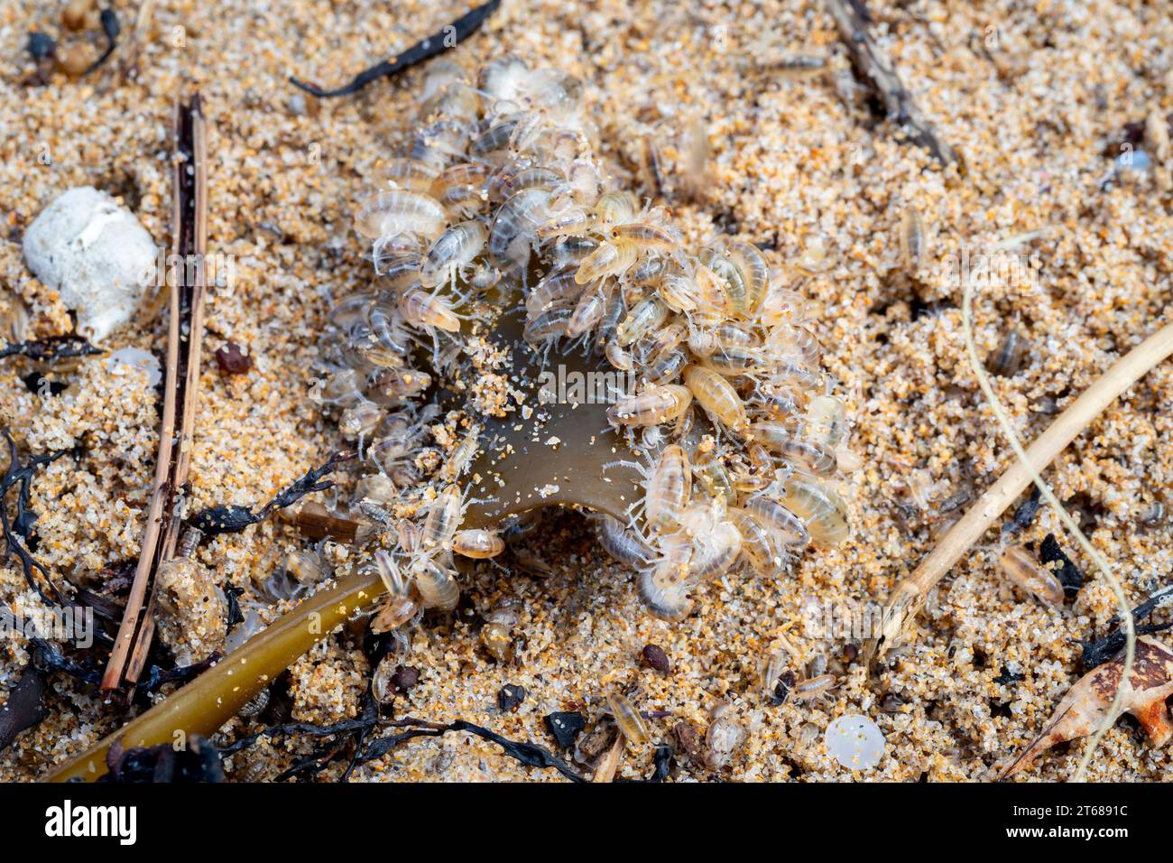 group of sea fleas or sand hoppers (Talitrus saltator) feeding on ...