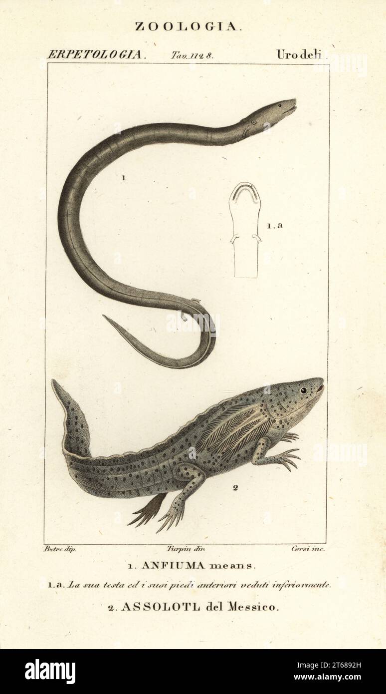 Two-toed amphiuma, Amphiuma means, Anfiuma means 1, and critically ...