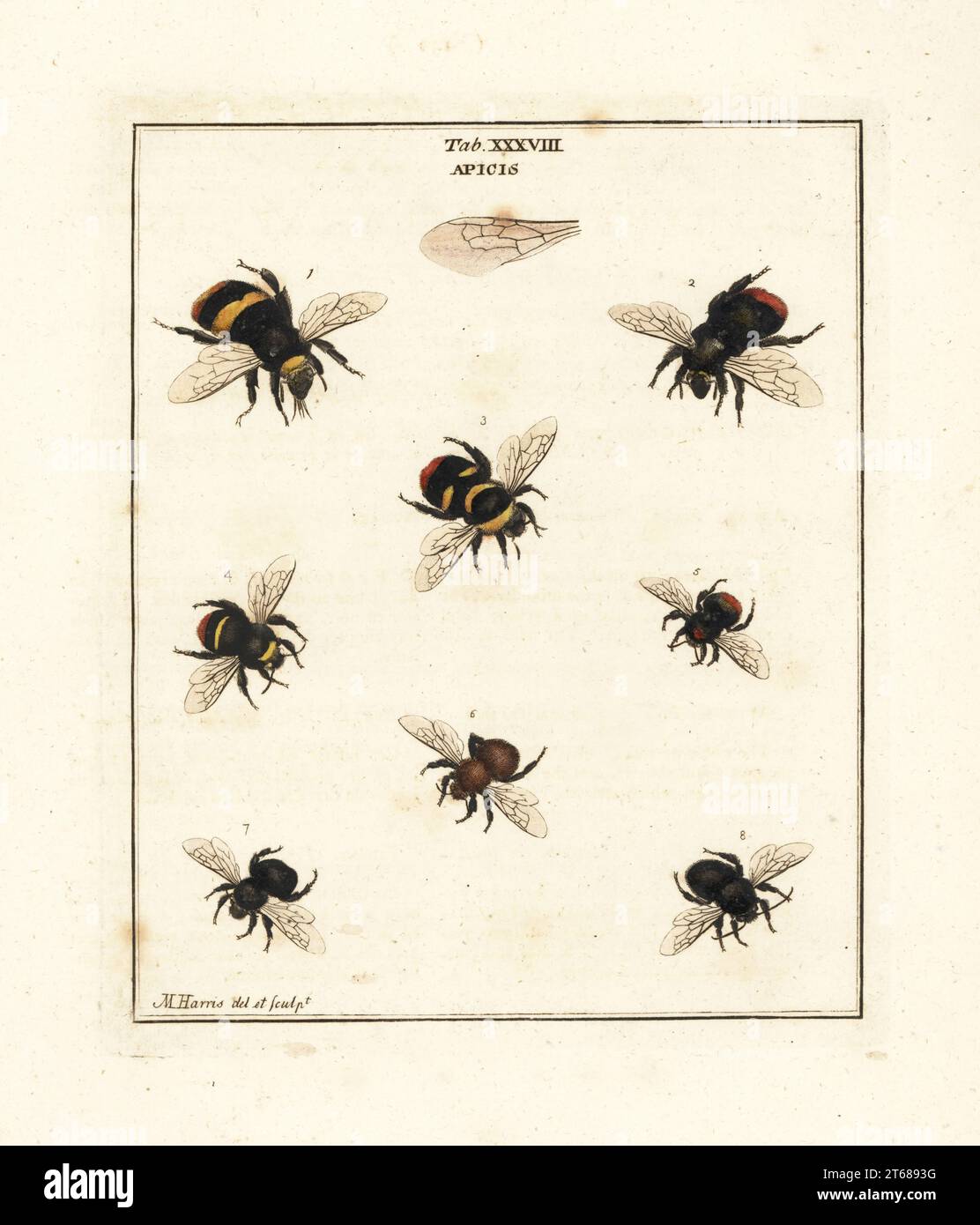 Buff-tailed bumblebee, Bombus terrestris 1, red-tailed bumblebee ...
