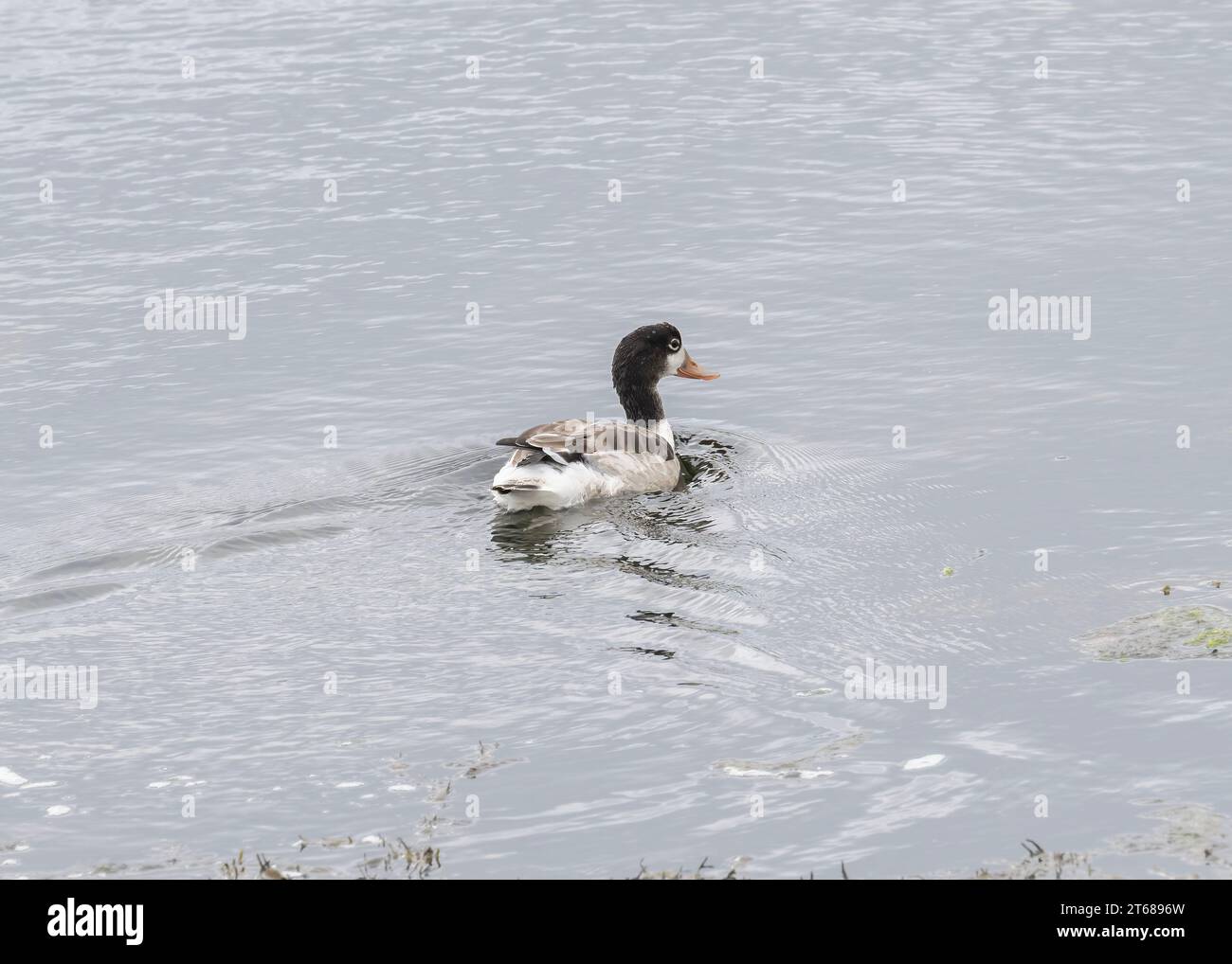 Shelduck (Tadorna tadorna), young bird swimming in sea, Boddam ...