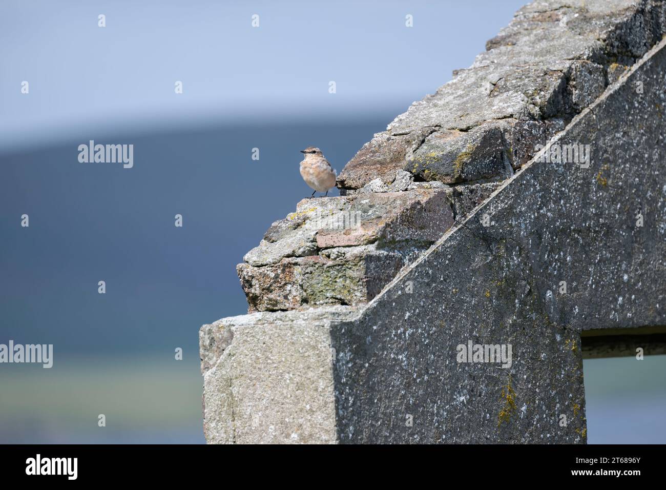 Wheatear (Oenanthe oenanthe), sitting on ruined building, Compass Head ...