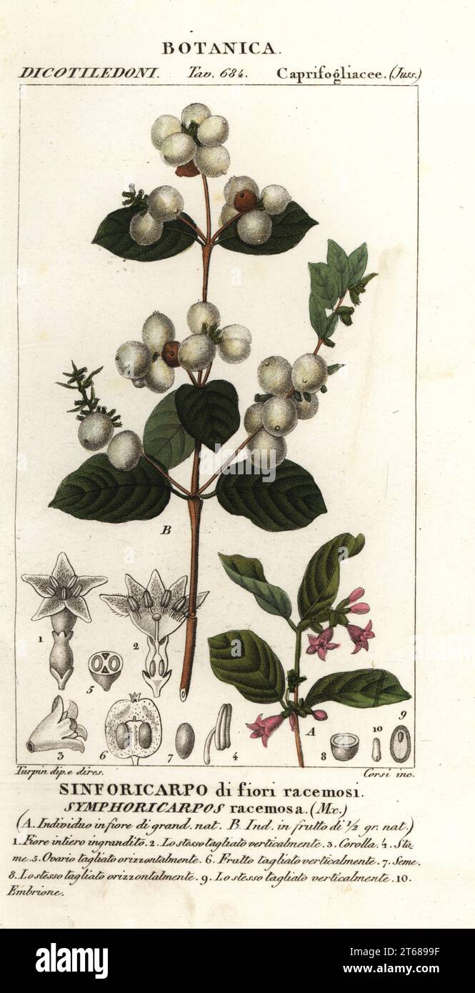 Planta de snowberry hi-res stock photography and images - Alamy