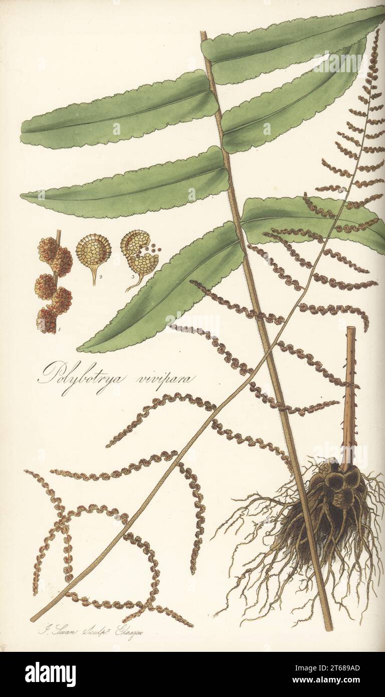 Bolbitis nodiflora hi-res stock photography and images - Alamy