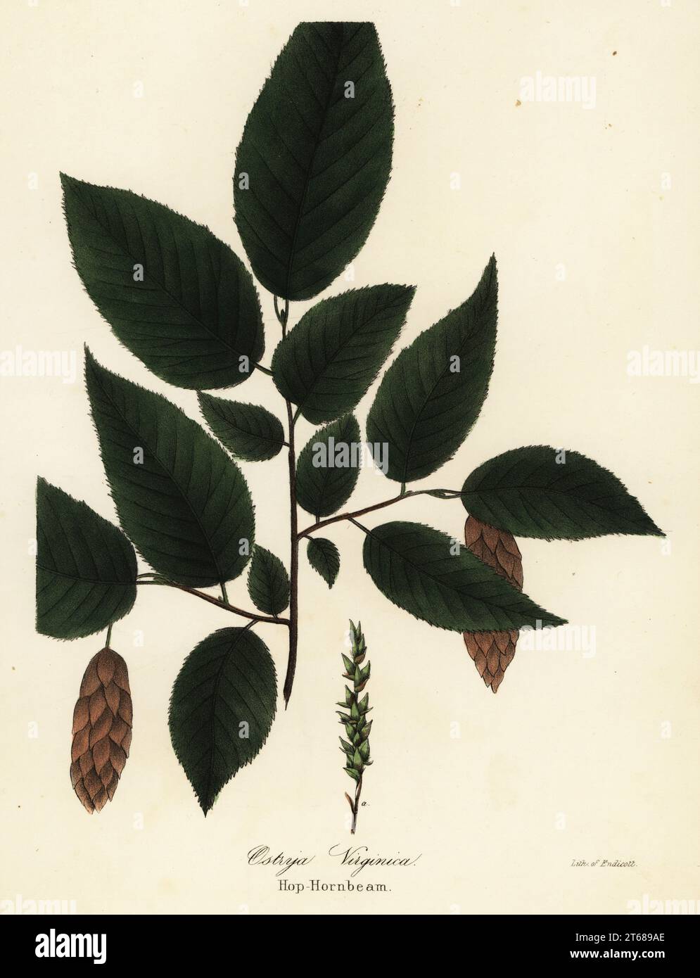 American hophornbeam, Ostrya virginiana (Hop-hornbeam, Ostrya virginica ...