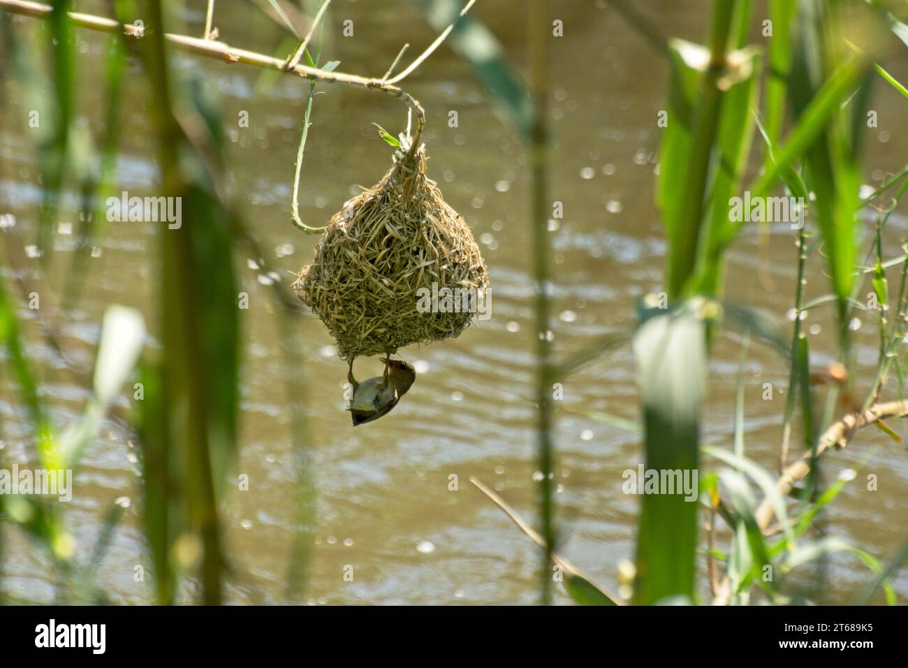 Masked weaver female bird inspecting nest built by the male Stock Photo ...