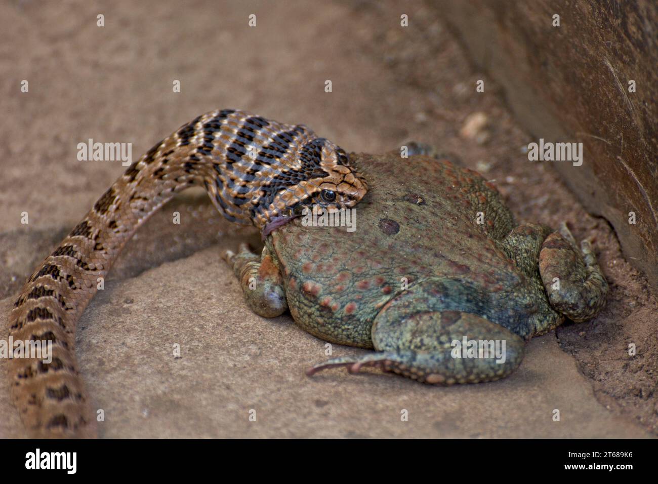 Front close up view of Common night adder trying to eat a huge frog ...