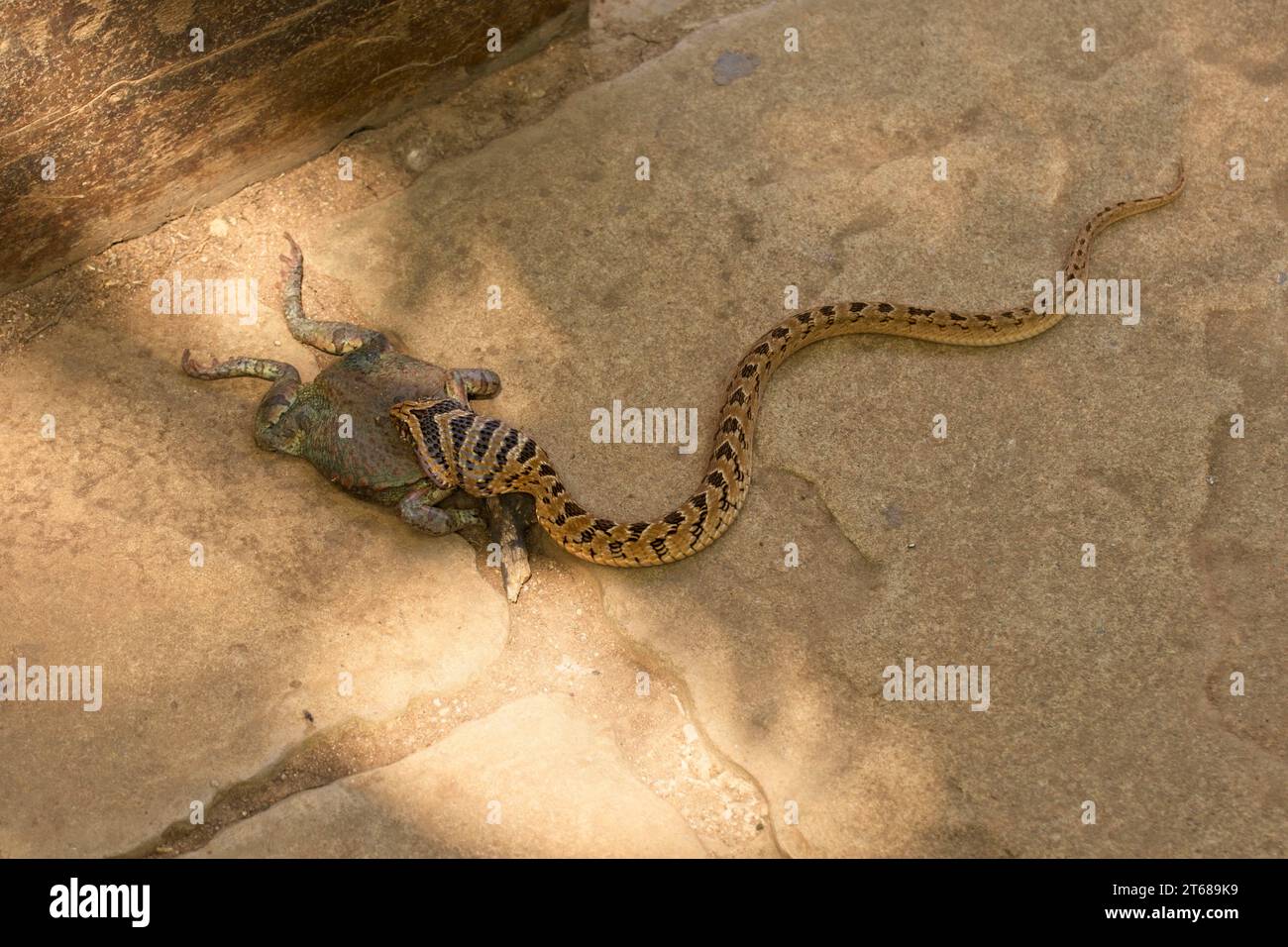 Common night adder hi-res stock photography and images - Alamy