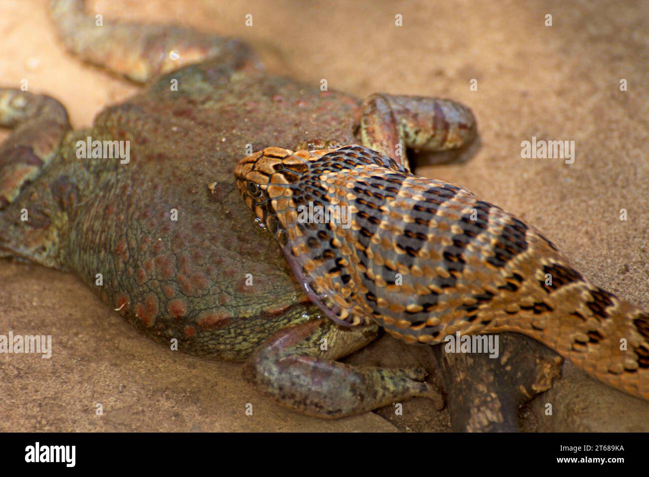 Close up top view of Common night adder trying to eat huge frog Stock ...