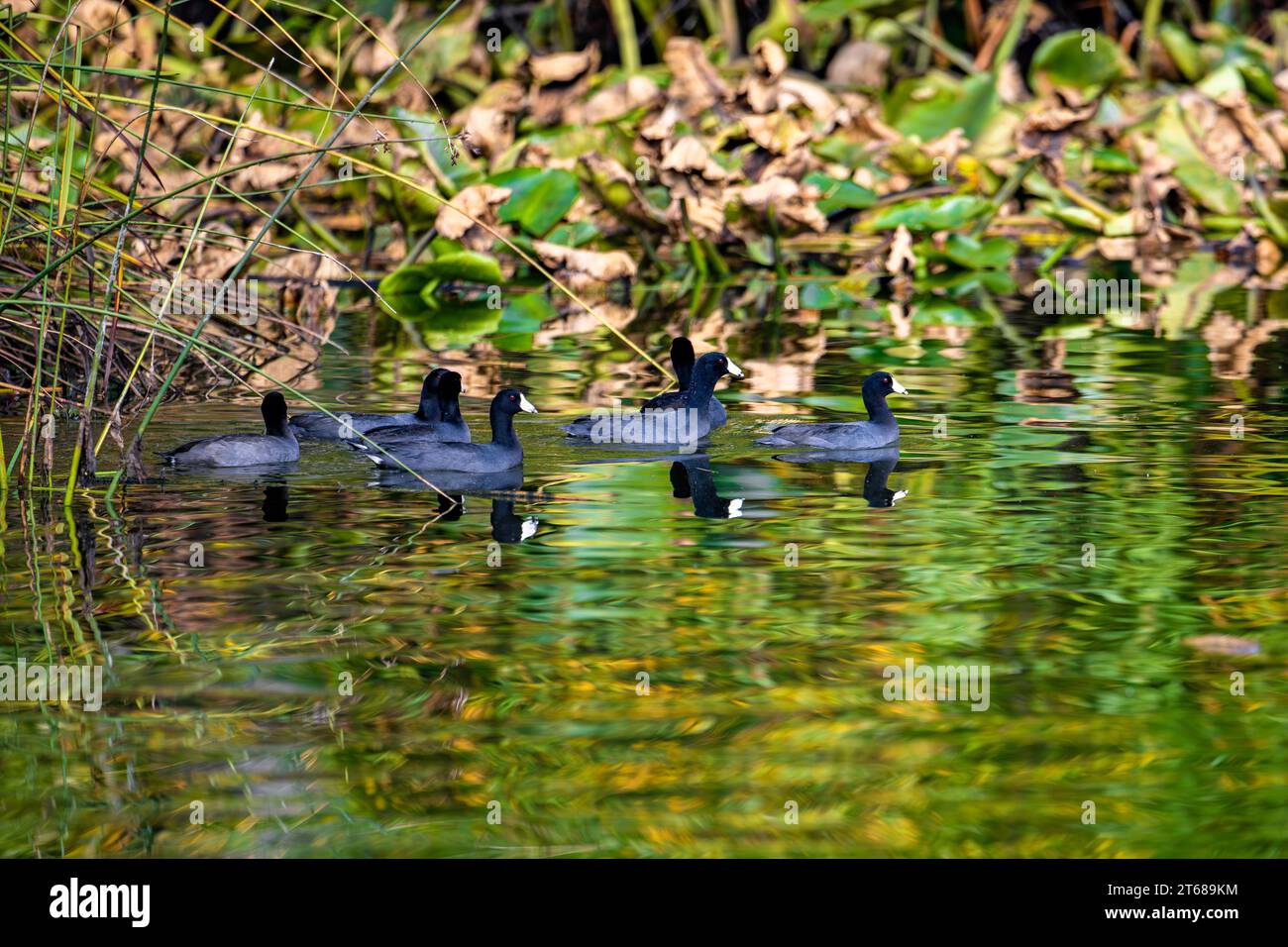 A flock of coots gliding across the tranquil surface of a lake Stock ...