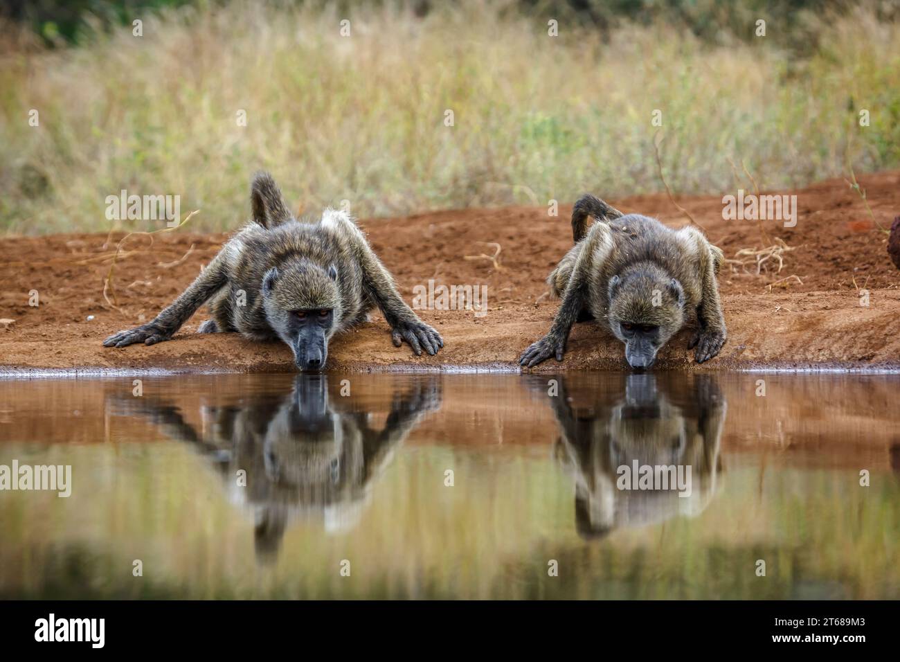 Two Chacma baboon drinking front view in waterhole in Kruger National ...