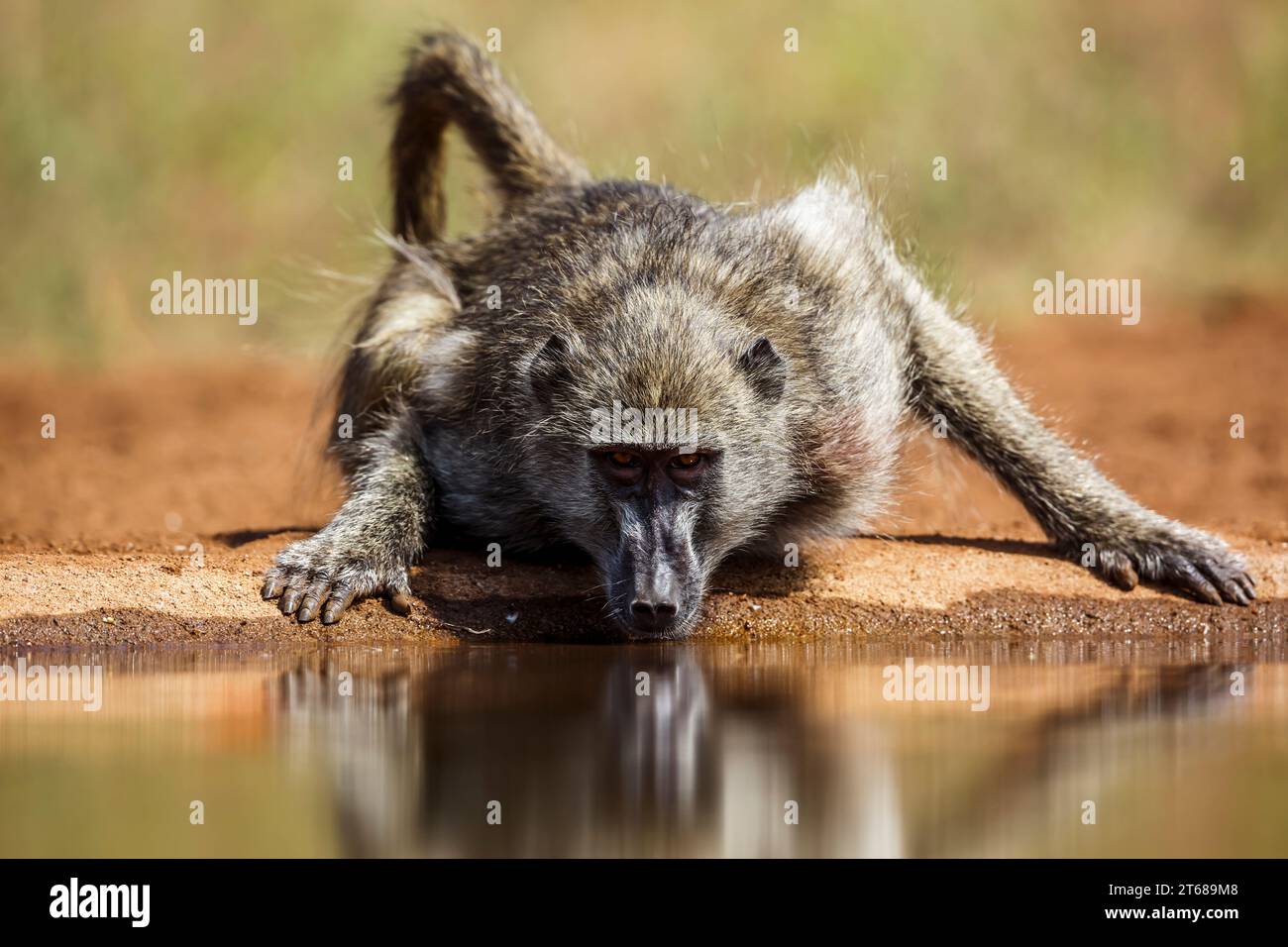 Chacma baboon drining front view in waterhole in Kruger National park ...
