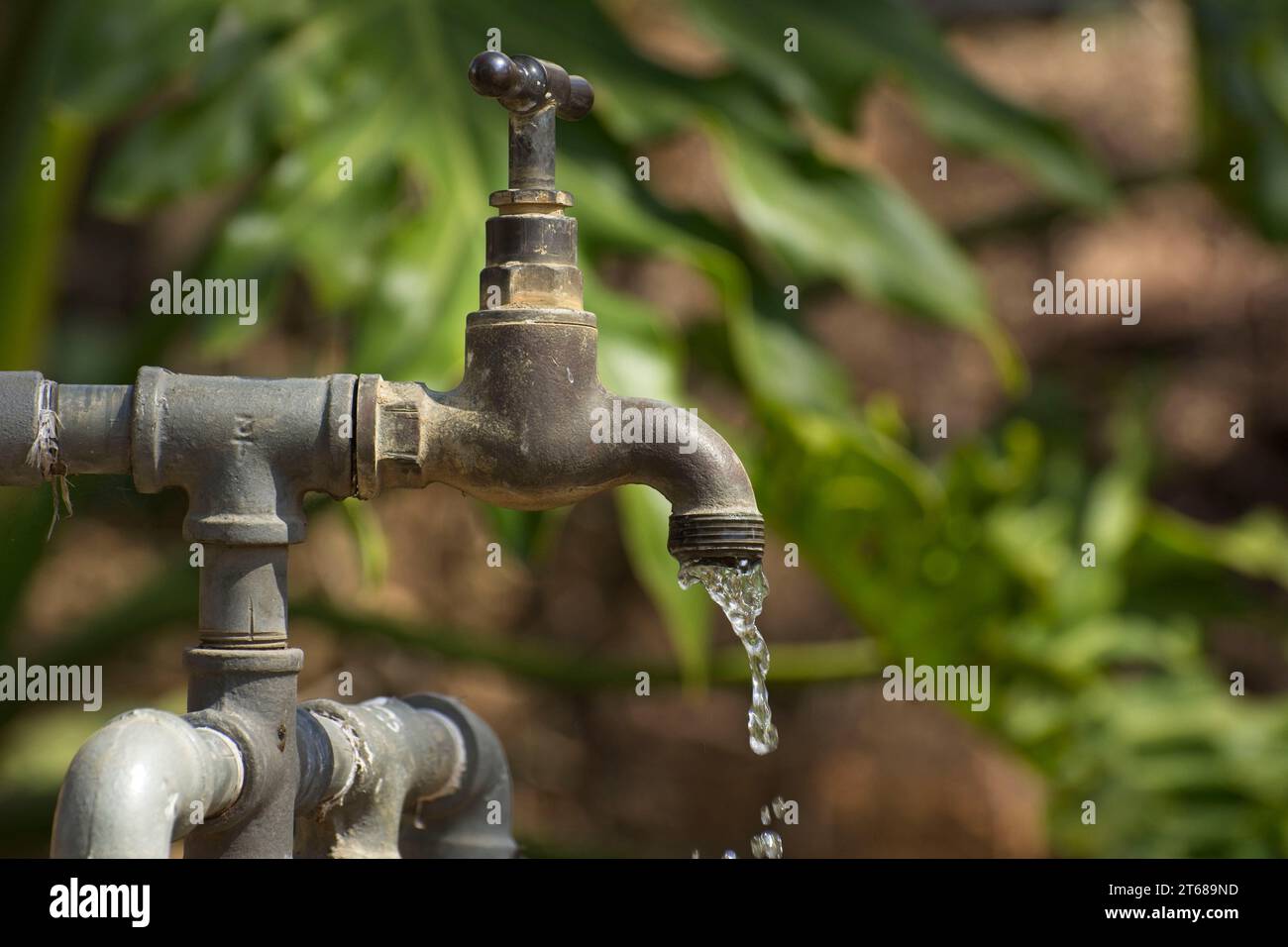 Brass tap in garden with running water Stock Photo - Alamy