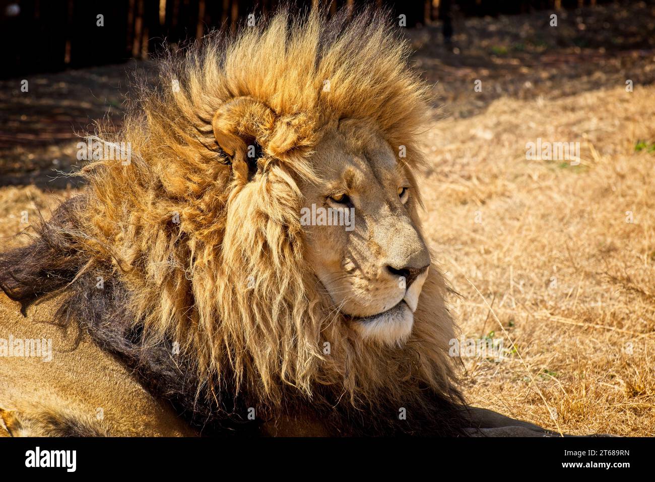 Lion in nature hi-res stock photography and images - Alamy