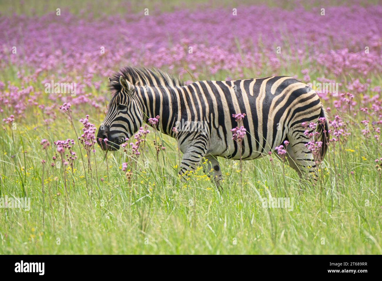 Zebra walking in field hi-res stock photography and images - Alamy