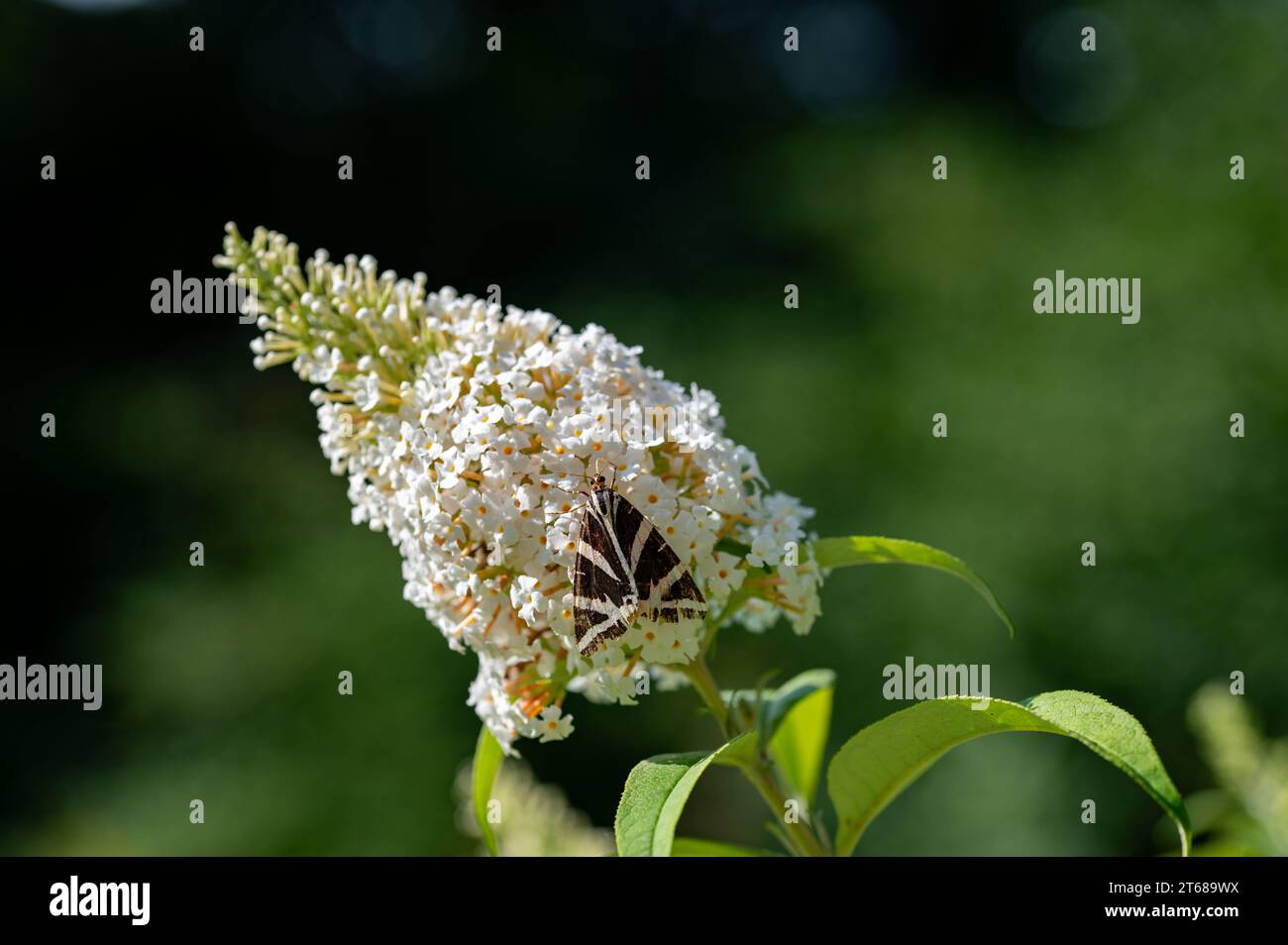 Butterfly "Russian Bear" ( Euplagia quadripunctaria ) on white buddleia ...