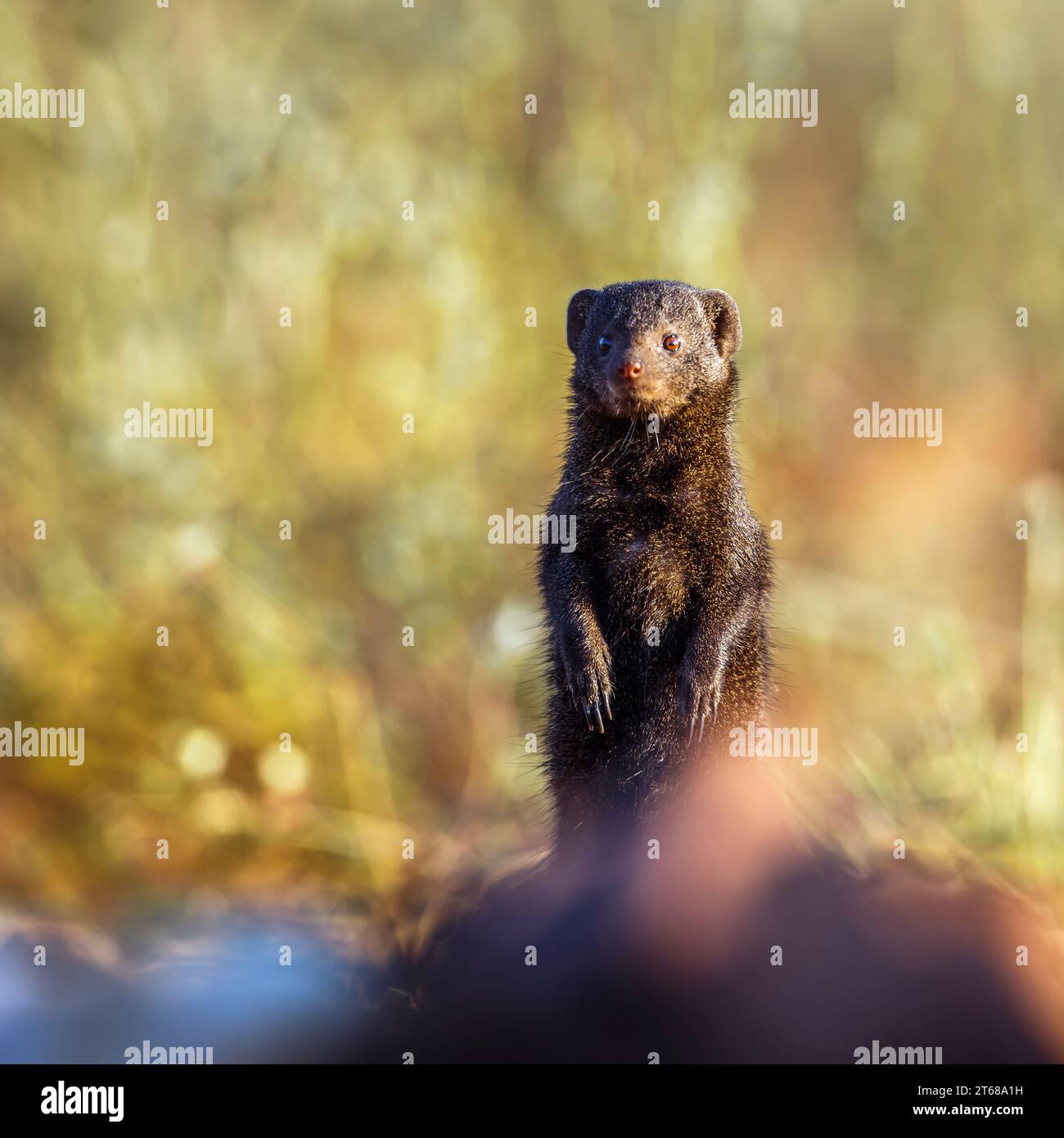 Common dwarf mongoose standing up with blur foreground in Kruger ...