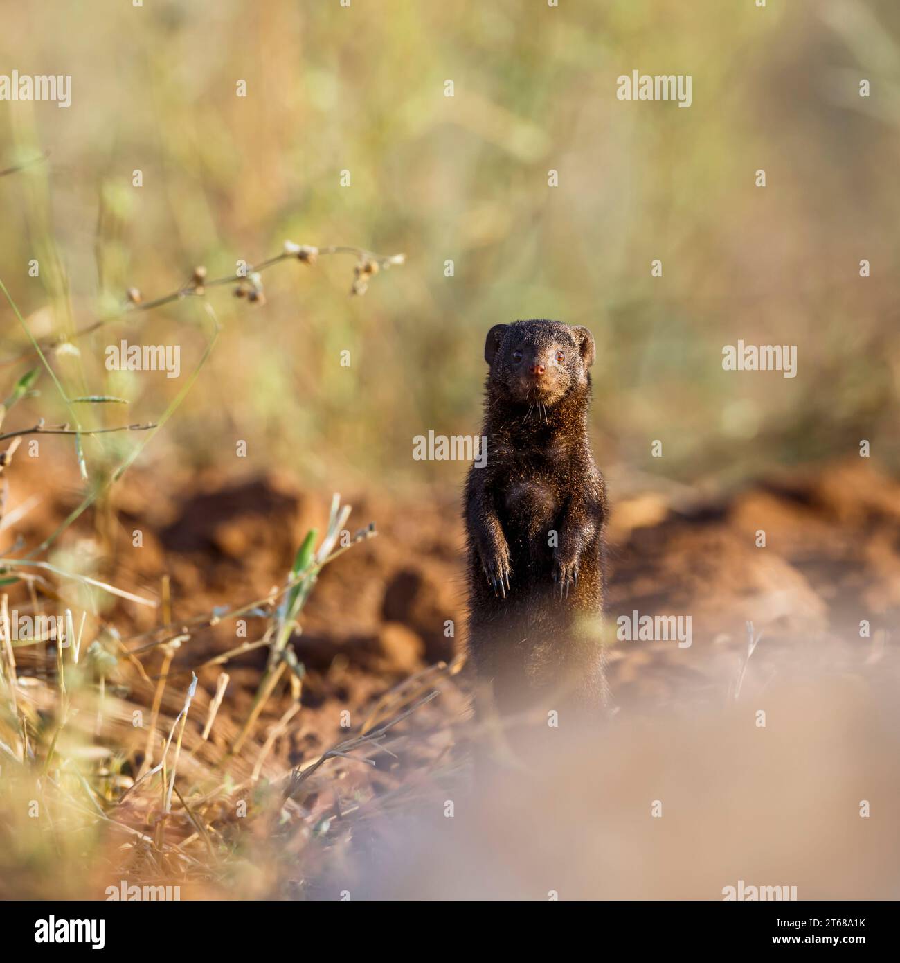 Common dwarf mongoose standing up with blur foreground in Kruger ...