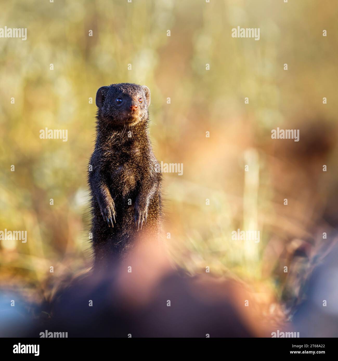 Common dwarf mongoose standing up with blur foreground in Kruger ...
