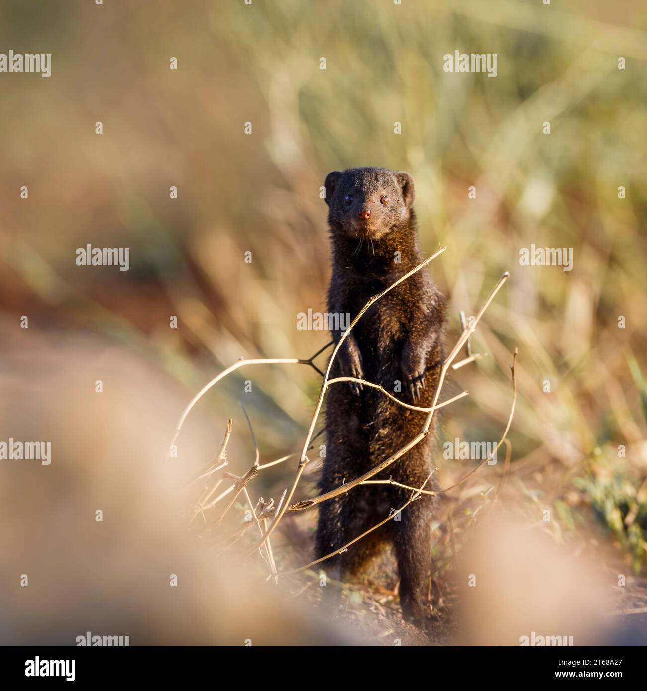 Common dwarf mongoose standing up with blur foreground in Kruger ...