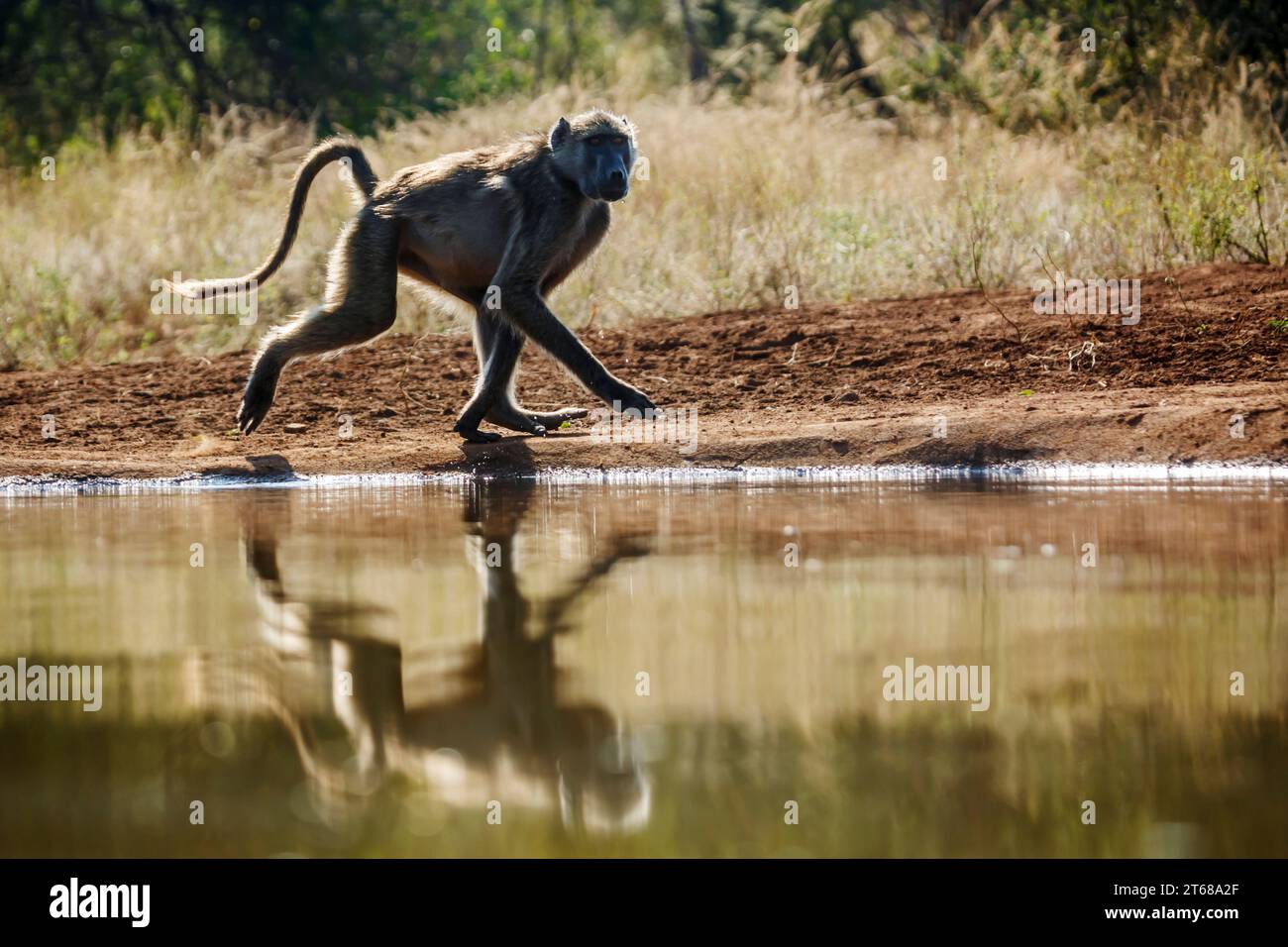 Chacma baboon running along waterhole in Kruger National park, South ...