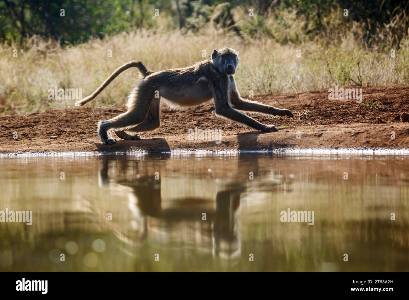 Chacma baboon running along waterhole in Kruger National park, South ...