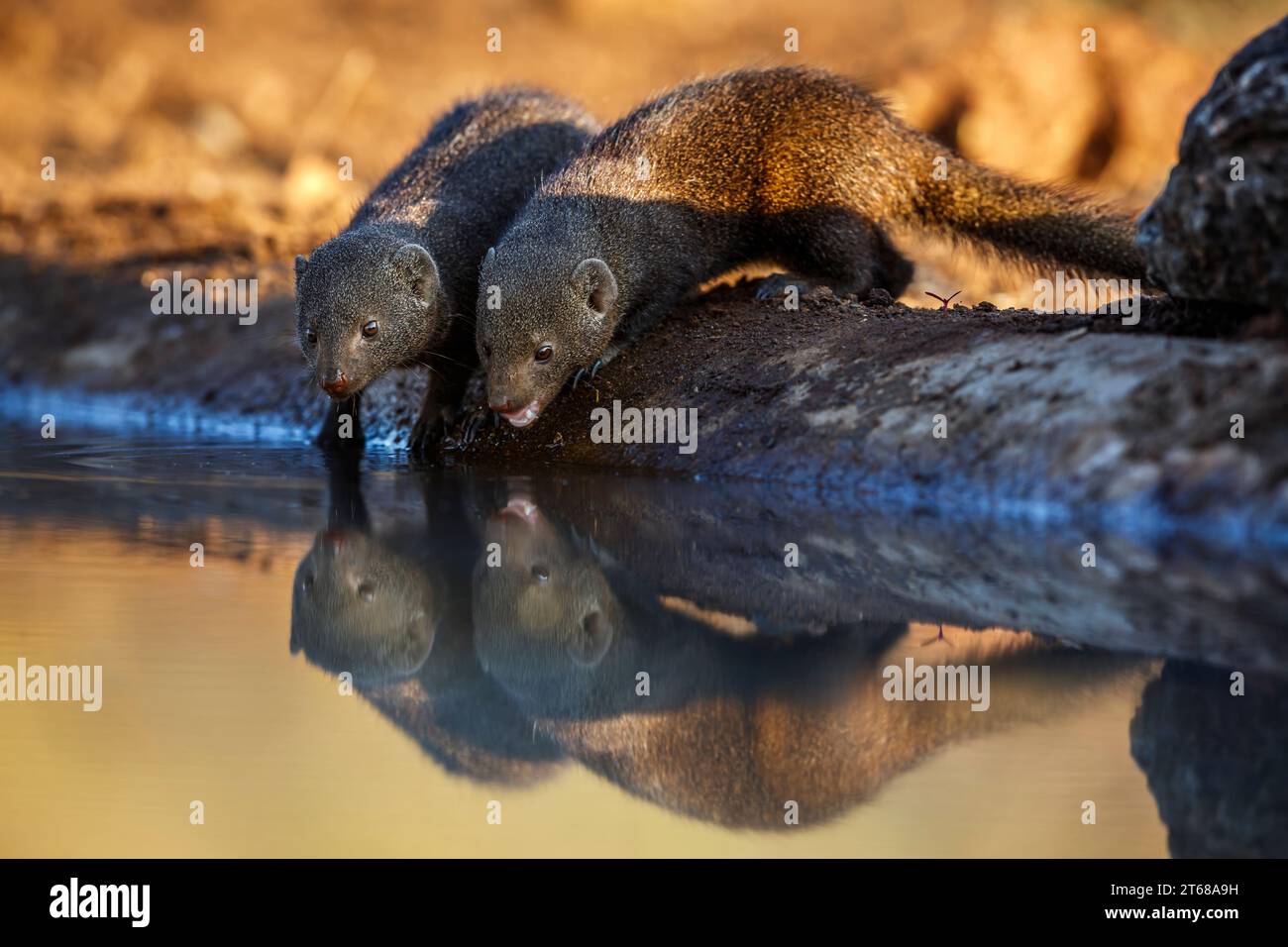 Two Common dwarf mongoose drinking in waterhole with reflection in ...