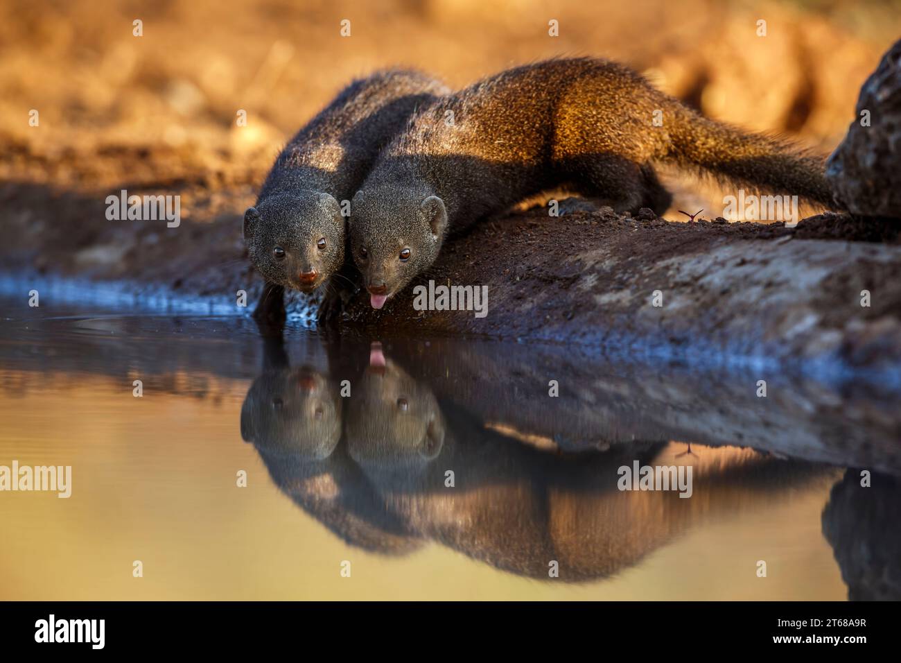 Two Common dwarf mongoose drinking in waterhole with reflection in ...
