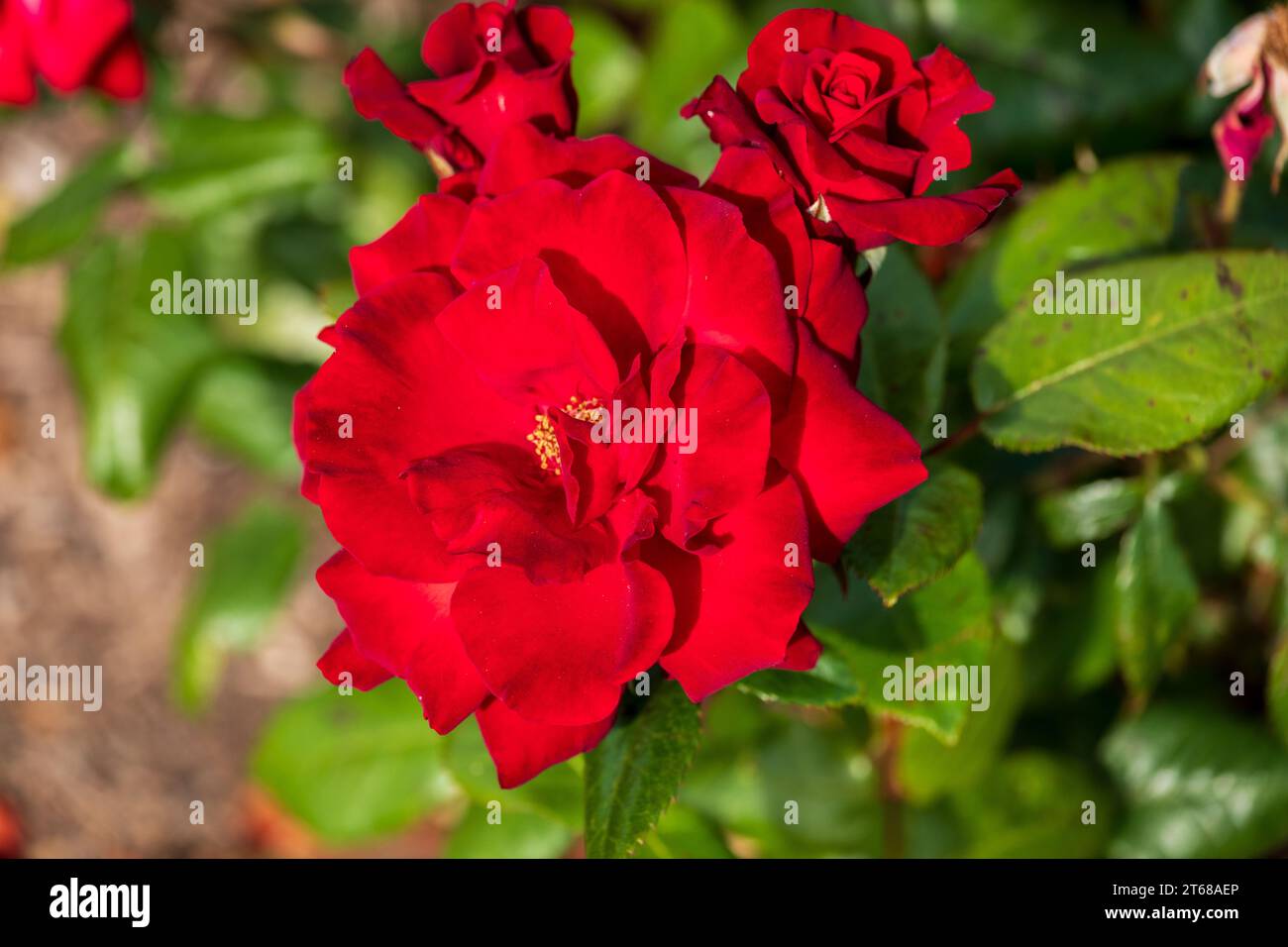 A rose is either a woody perennial flowering plant of the genus Rosa ...