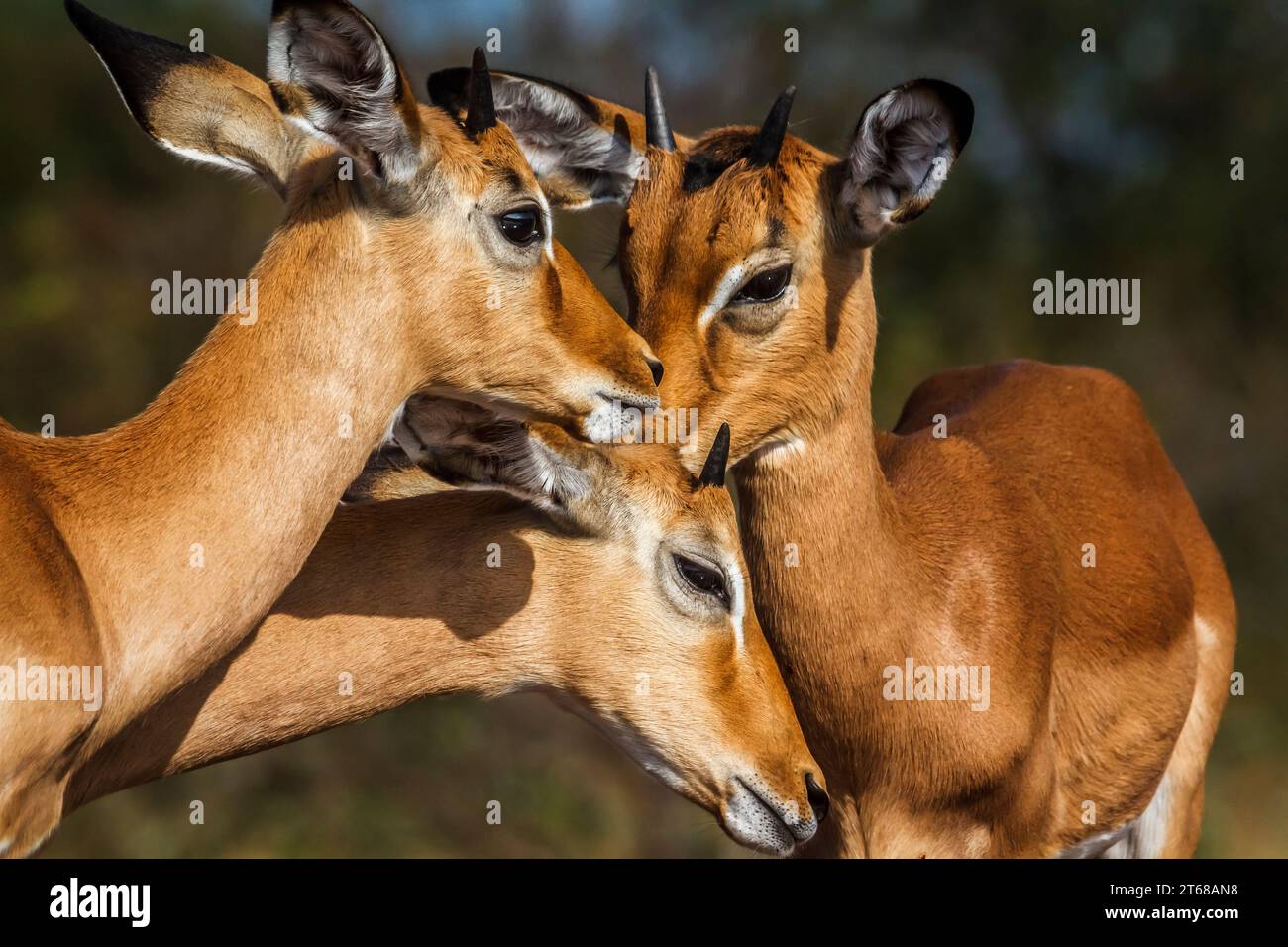 Impala young kruger national hi-res stock photography and images - Alamy