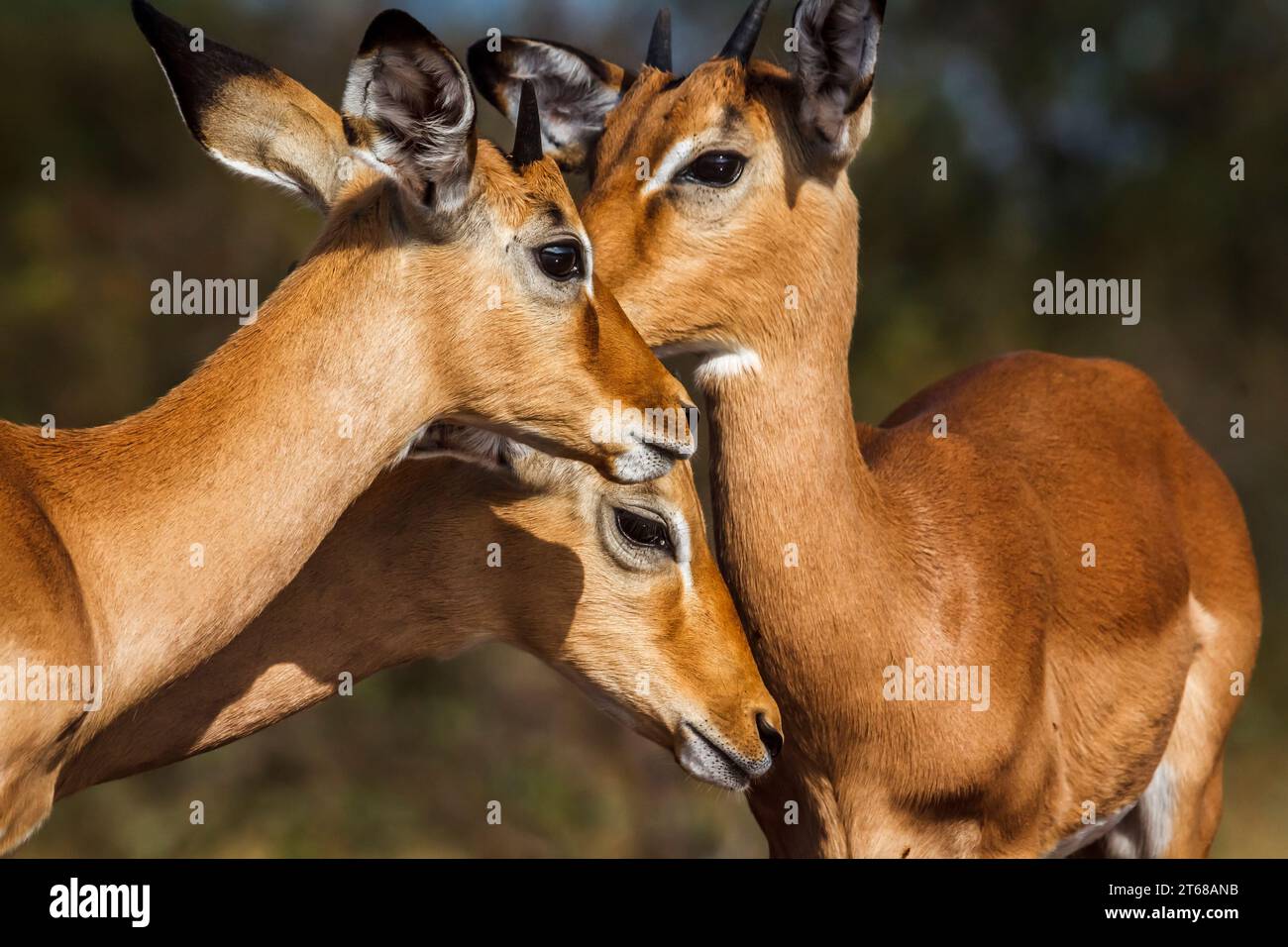 Three young Common Impala portrait bonding in Kruger National park ...