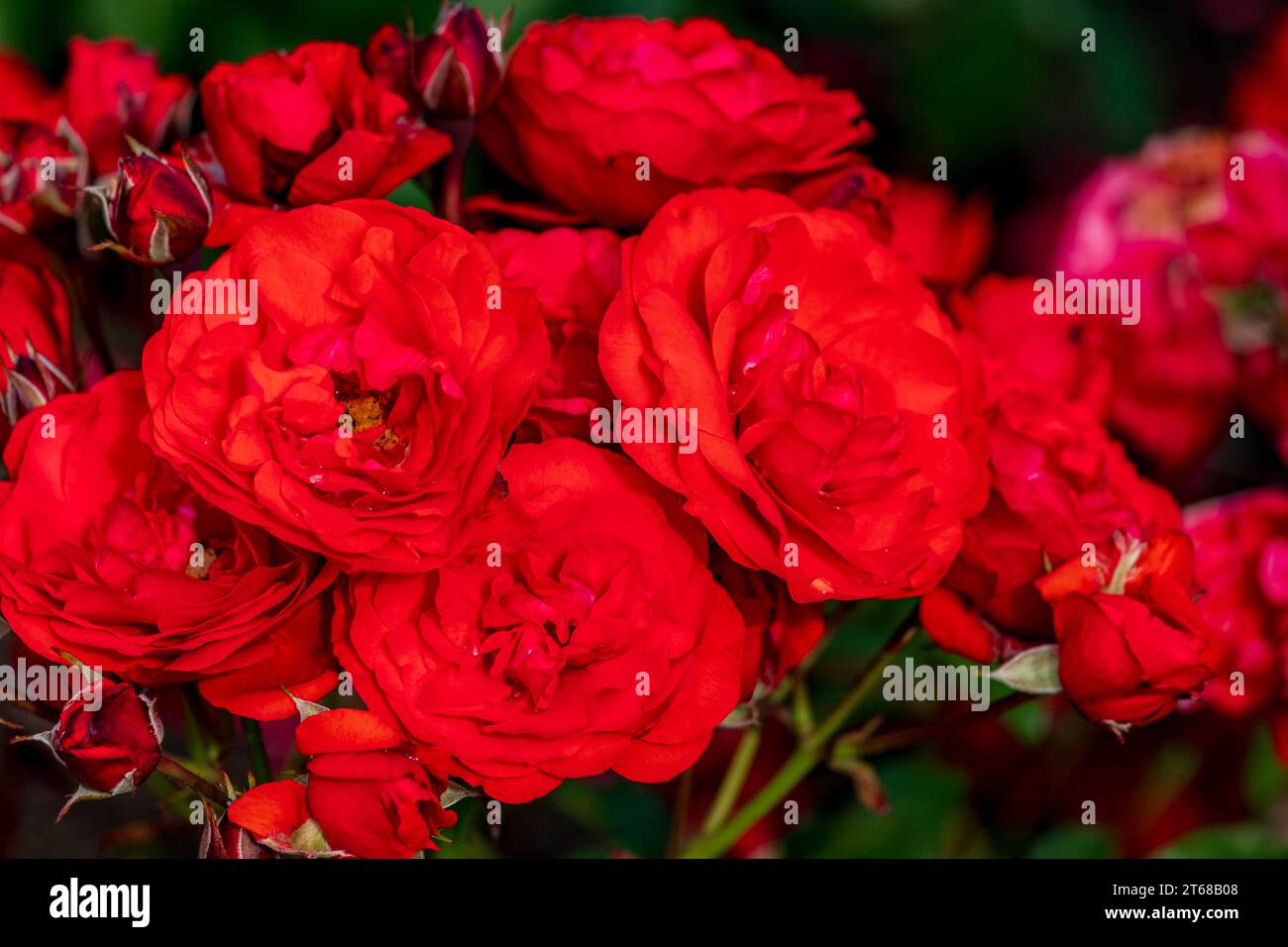A rose is either a woody perennial flowering plant of the genus Rosa ...