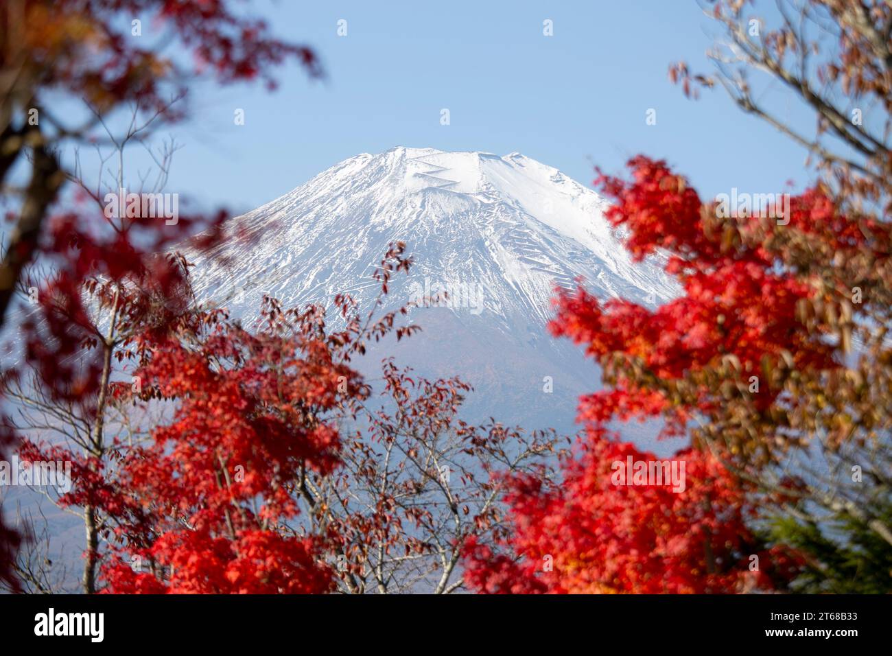 View of Mount Fuji from Chureito Temple surrounded by red maples in ...
