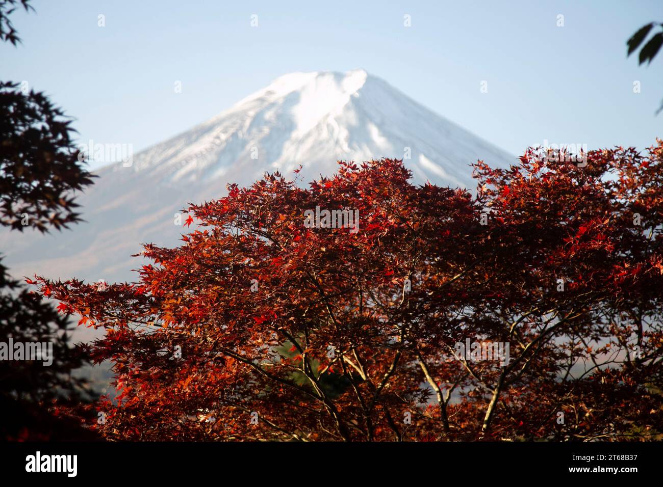 View of Mount Fuji from Chureito Temple surrounded by red maples in ...