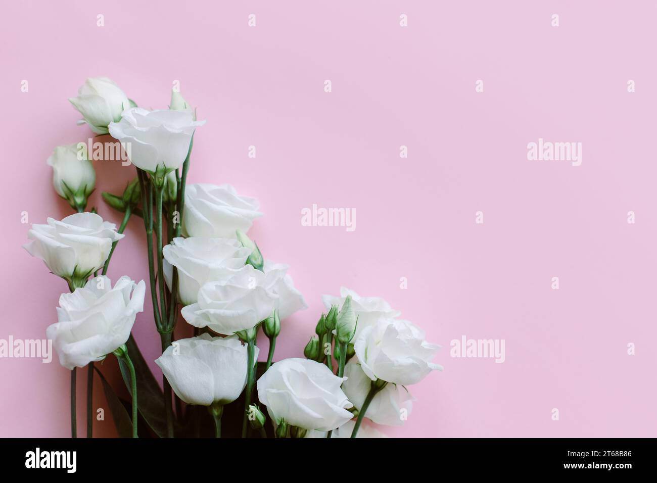 Beautiful white Eustoma (Lisianthus) flowers on a pastel background ...