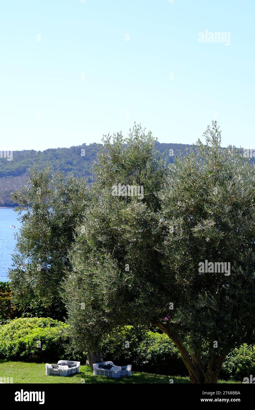 Olive trees with sea at the background Stock Photo - Alamy