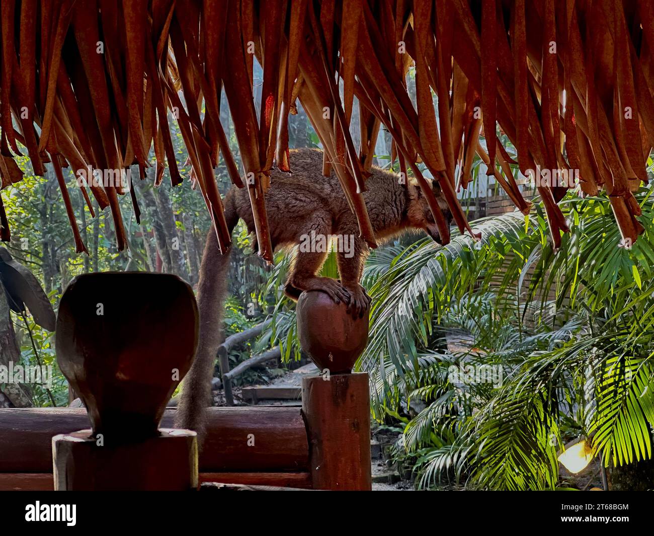 Common Brown Lemur pays photographer a visit on the terrace at ...