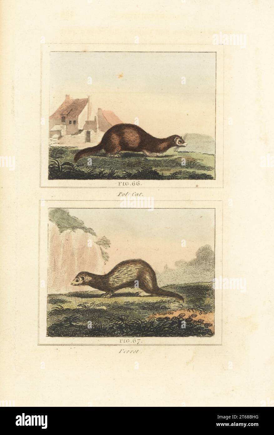 European polecat, Mustela putorius 66, and ferret, Mustela furo 67 ...