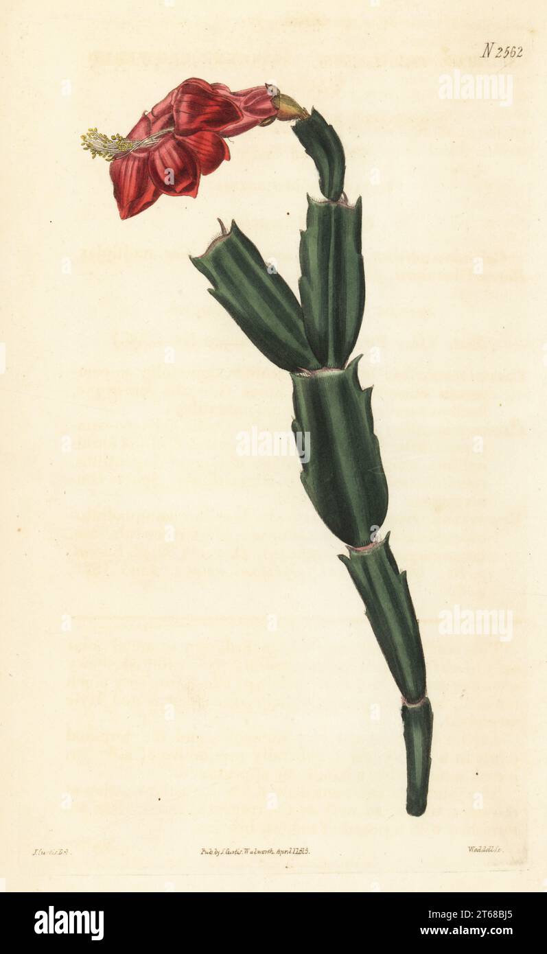 False Christmas cactus, Schlumbergera truncata. Ringent-flowered cactus ...