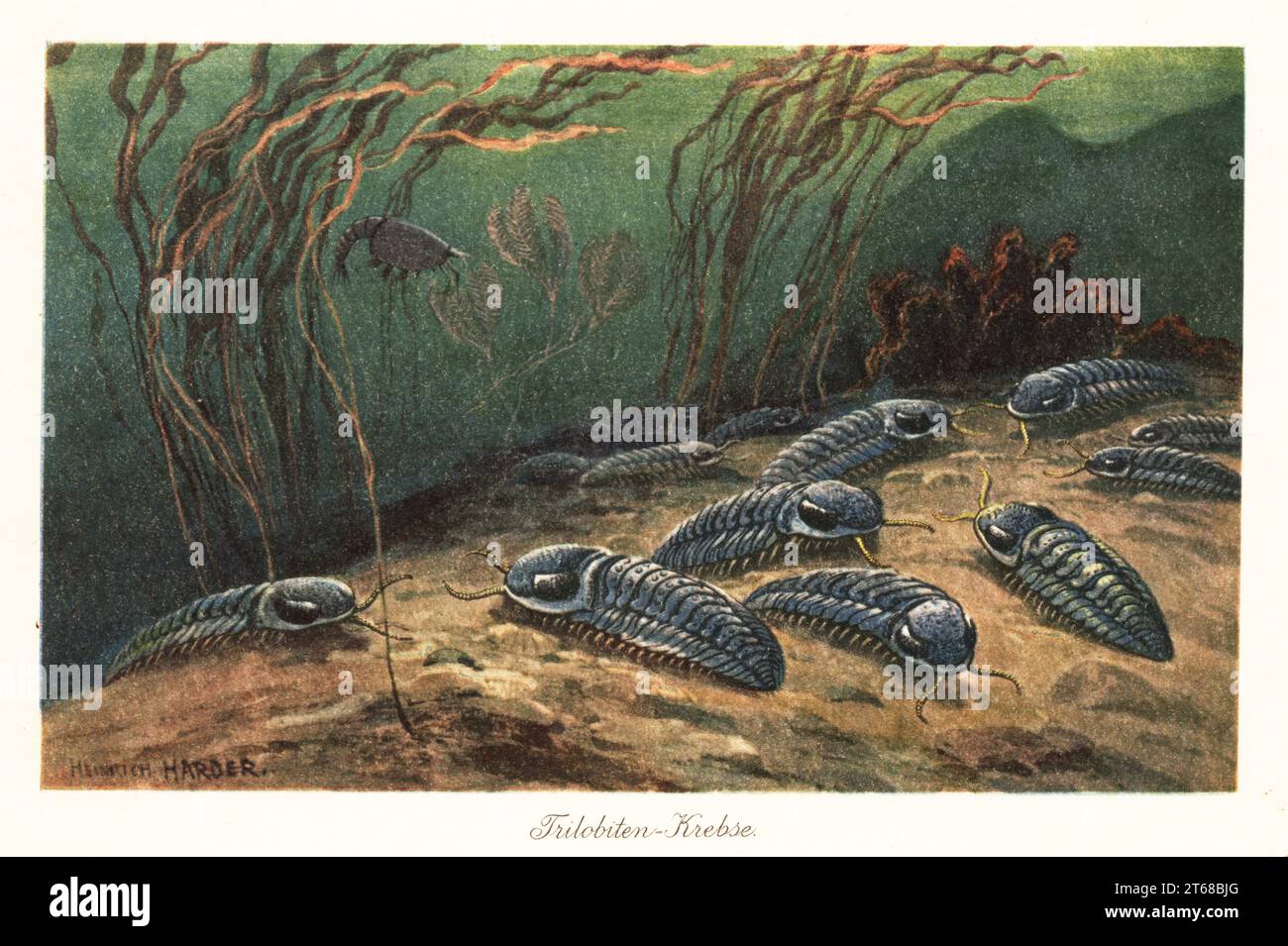 Extinct trilobites on the ocean floor. Fossil group of marine ...