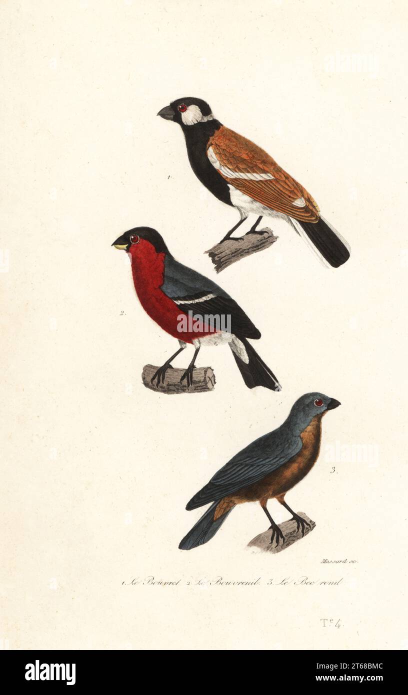 Le bec rond hi-res stock photography and images - Alamy