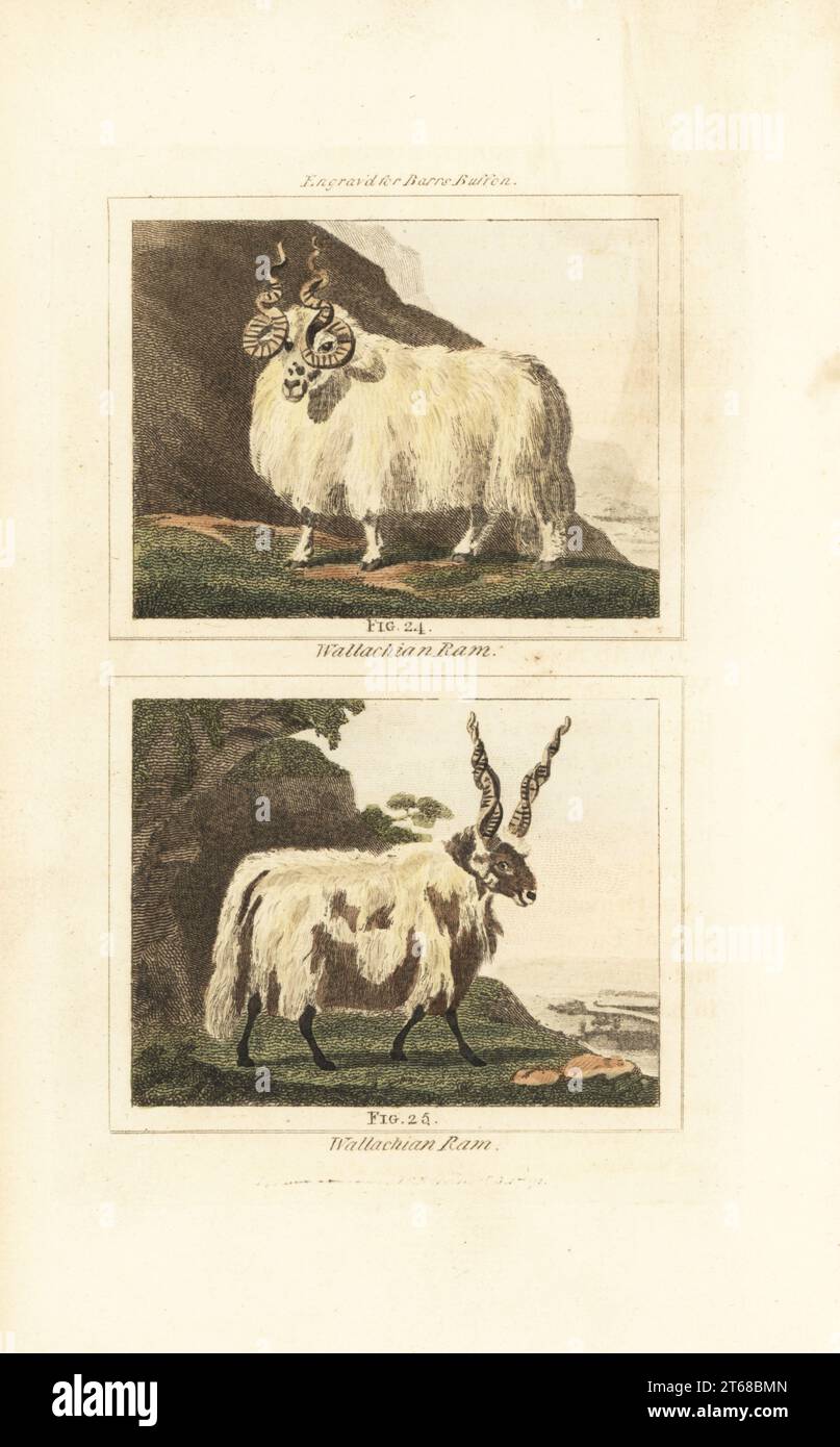 Wallachian sheep hi-res stock photography and images - Alamy