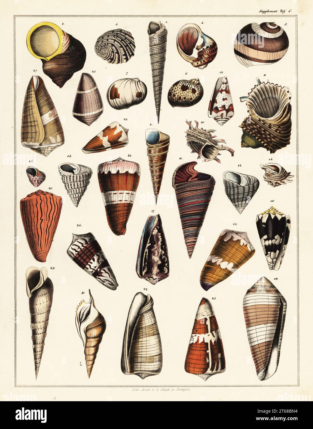 Varieties of shellfish, gastropod molluscs, mitre shells, cone snails ...